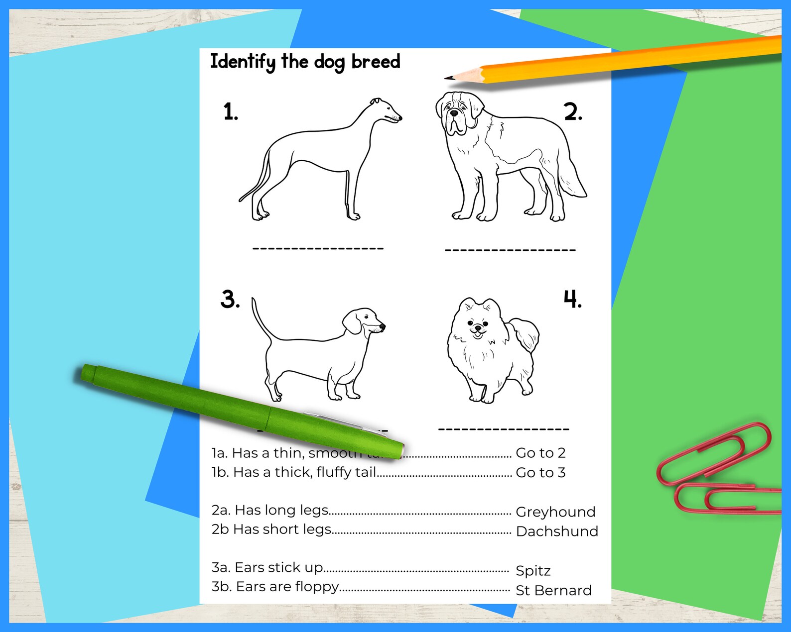 Dichotomous Keys Activities Worksheets for Elementary or Primary ...