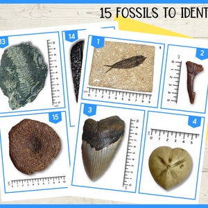 Fossil Identification Printable Science Lesson Activity | A4 and 8.5x11 ...