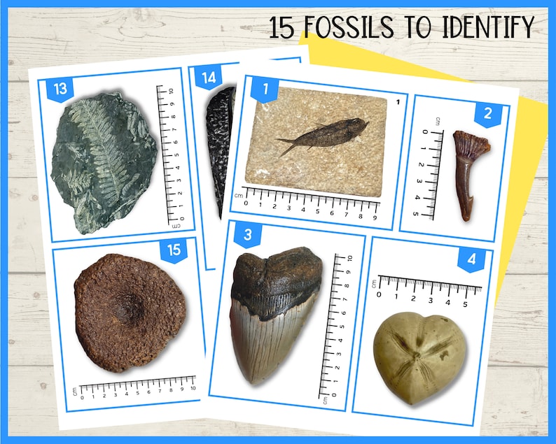 Fossil Identification Printable Science Lesson Activity | A4 and 8.5x11 ...