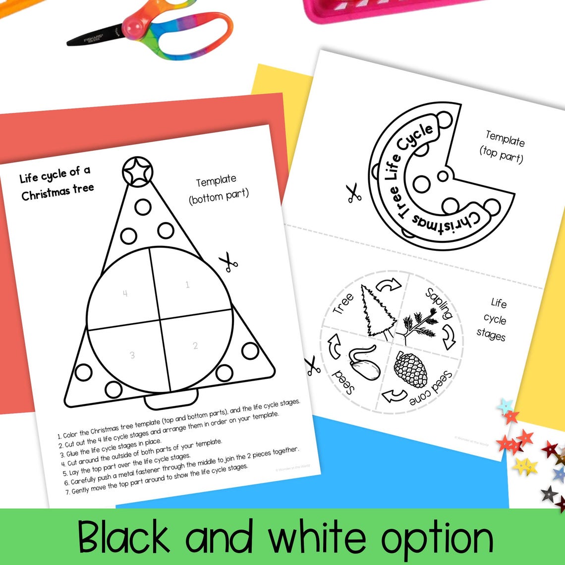 Life Cycle of a Coniferous Christmas Tree Foldout and Spinner Craft ...