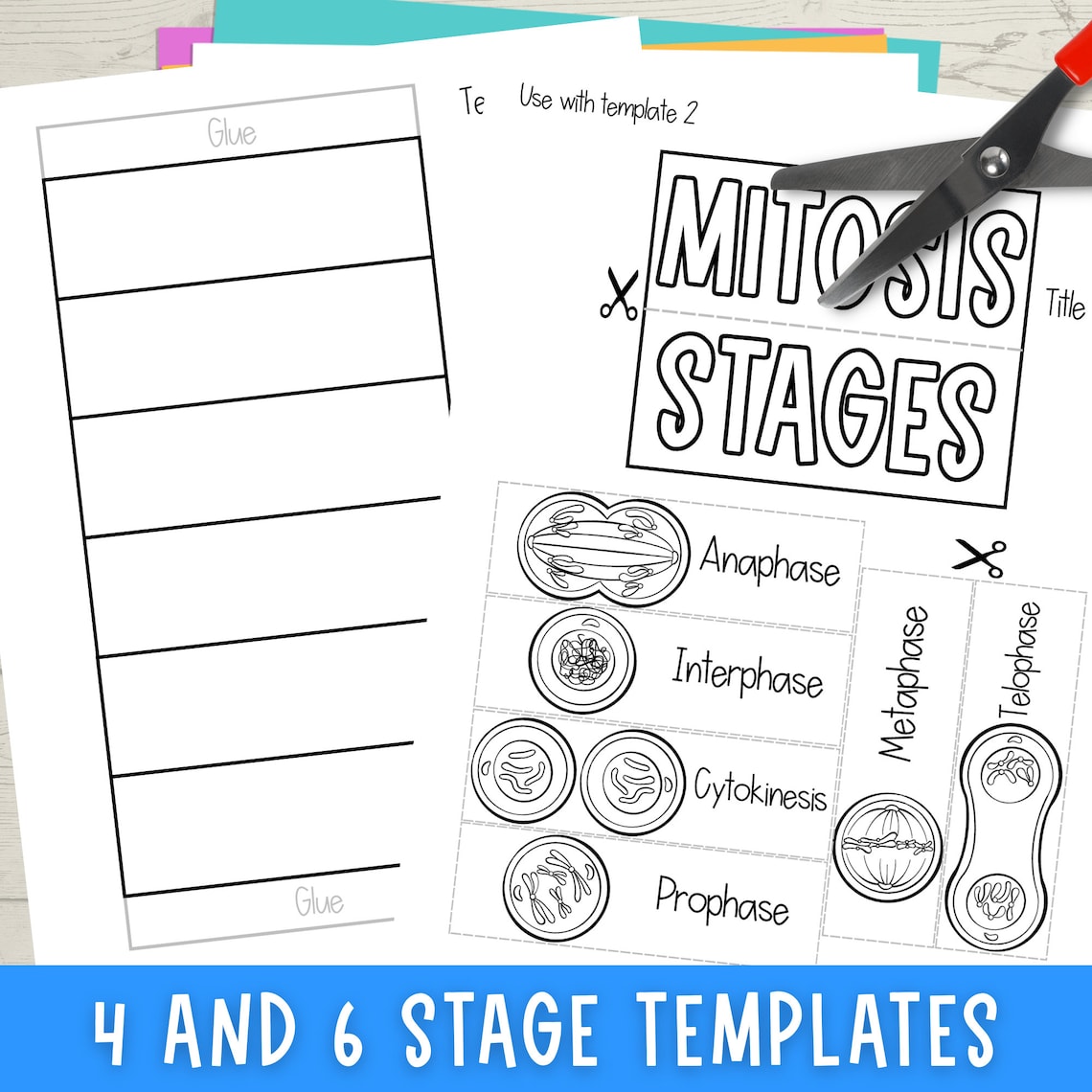 Mitosis Cell Division Foldable Cut and Paste Science Activity and ...