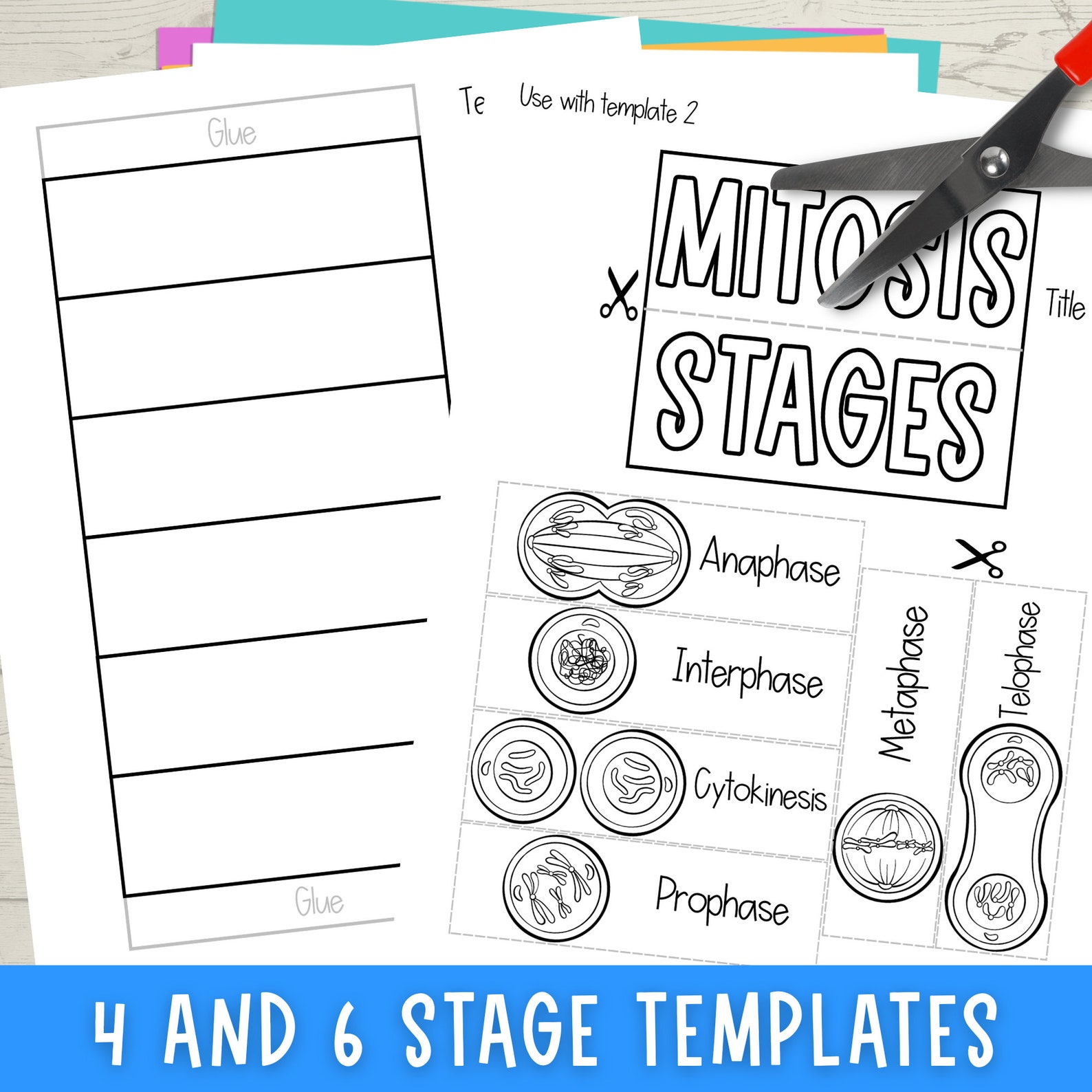 Mitosis Cell Division Foldable Cut and Paste Science Activity and ...