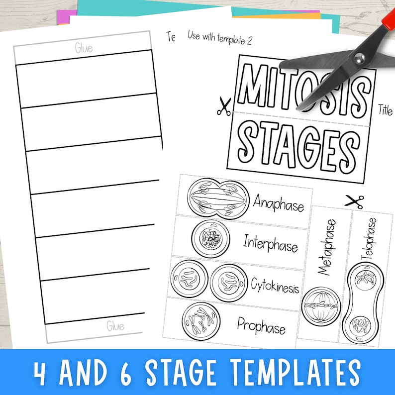 Mitosis Cell Division Foldable Cut and Paste Science Activity and ...