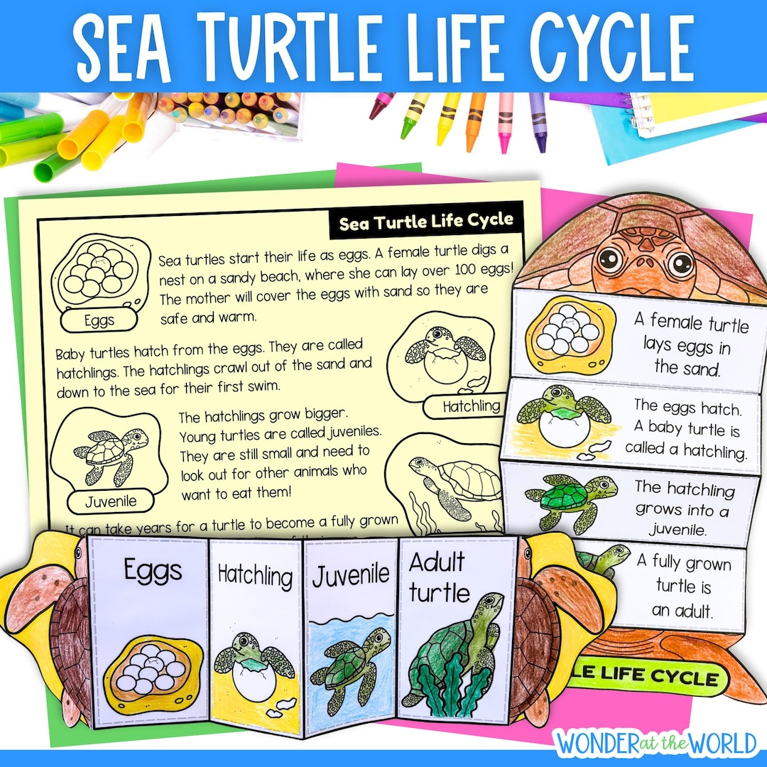 Life Cycle of a Sea Turtle Fold and Sequence Science Craft Activity for ...