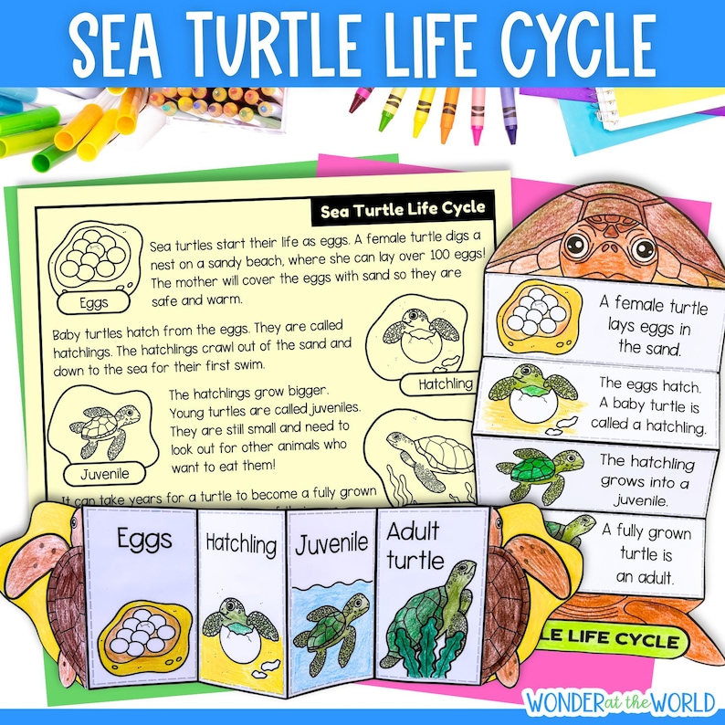 Life Cycle of a Sea Turtle Fold and Sequence Science Craft Activity for ...