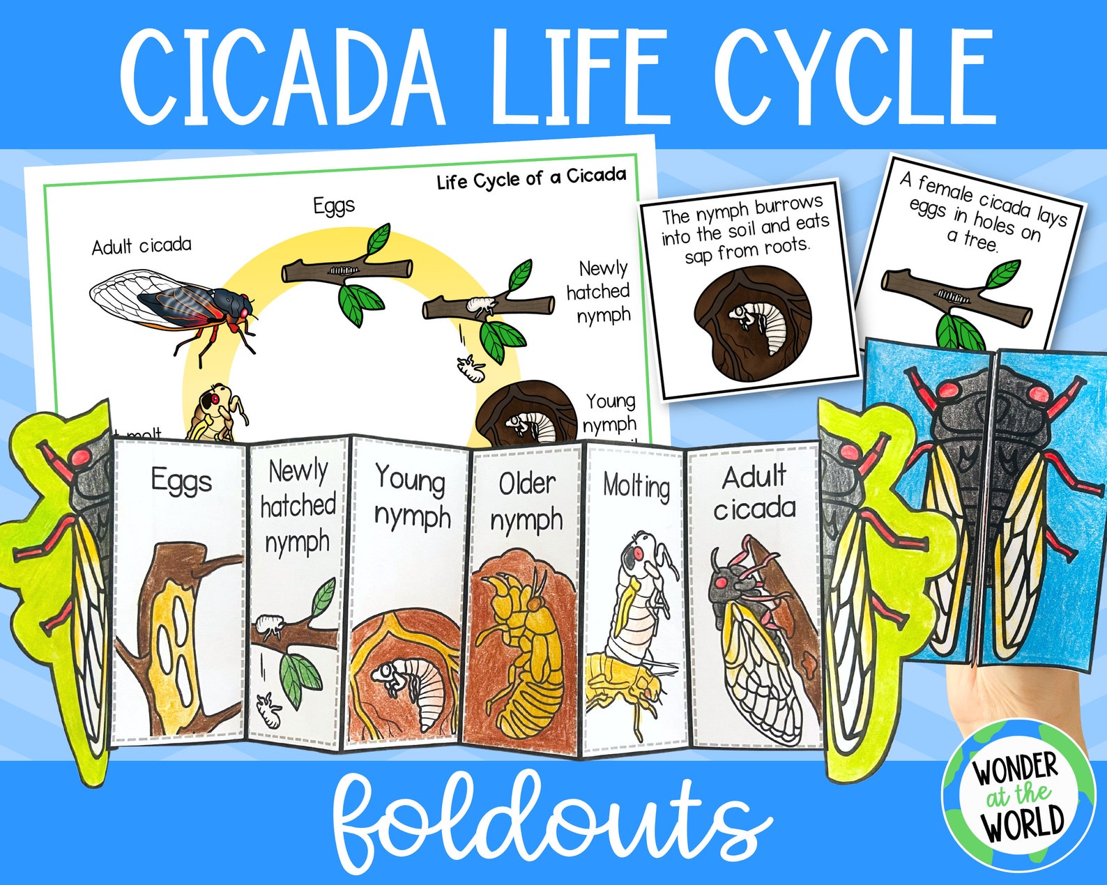 Life Cycle of a Cicada Foldable Sequencing Science Activity for Kids ...