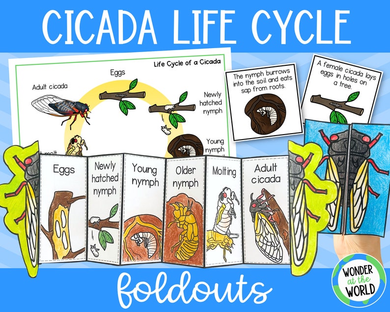 Life Cycle of a Cicada Foldable Sequencing Science Activity for Kids ...