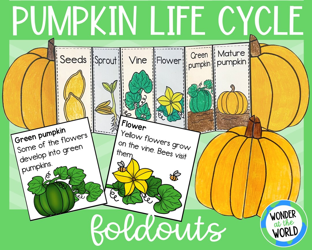 Life Cycle of a Pumpkin Foldable Activity for Kids A4 and 11x8.5 Inch ...