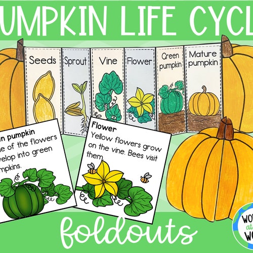 Life Cycle of an Apple Tree Foldable Activity for Kids - Etsy