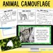 Animal Camouflage Lesson Activities Powerpoint Google Slides ...