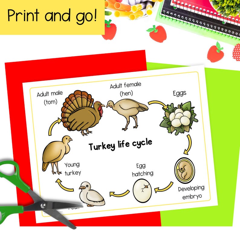 Life Cycle of a Turkey Sequence and Fold Kids' Craft Activity | 11x8.5 ...