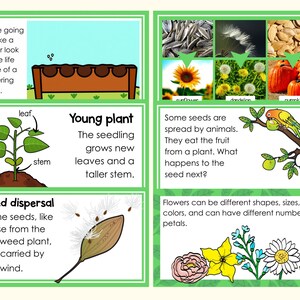 Life Cycle of a Flowering Plant Google Slides Presentation for Teachers ...