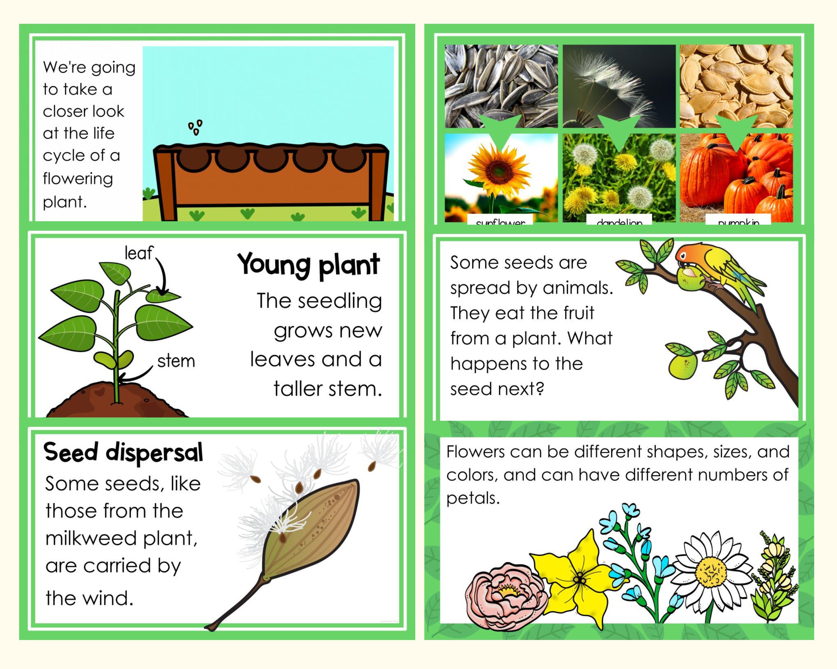 Life Cycle of a Flowering Plant Google Slides Presentation for Teachers ...