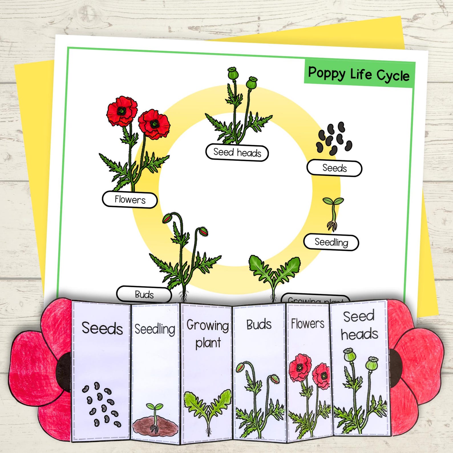 Poppy Life Cycle Foldable Sequencing Activity Cut and Paste Plant ...