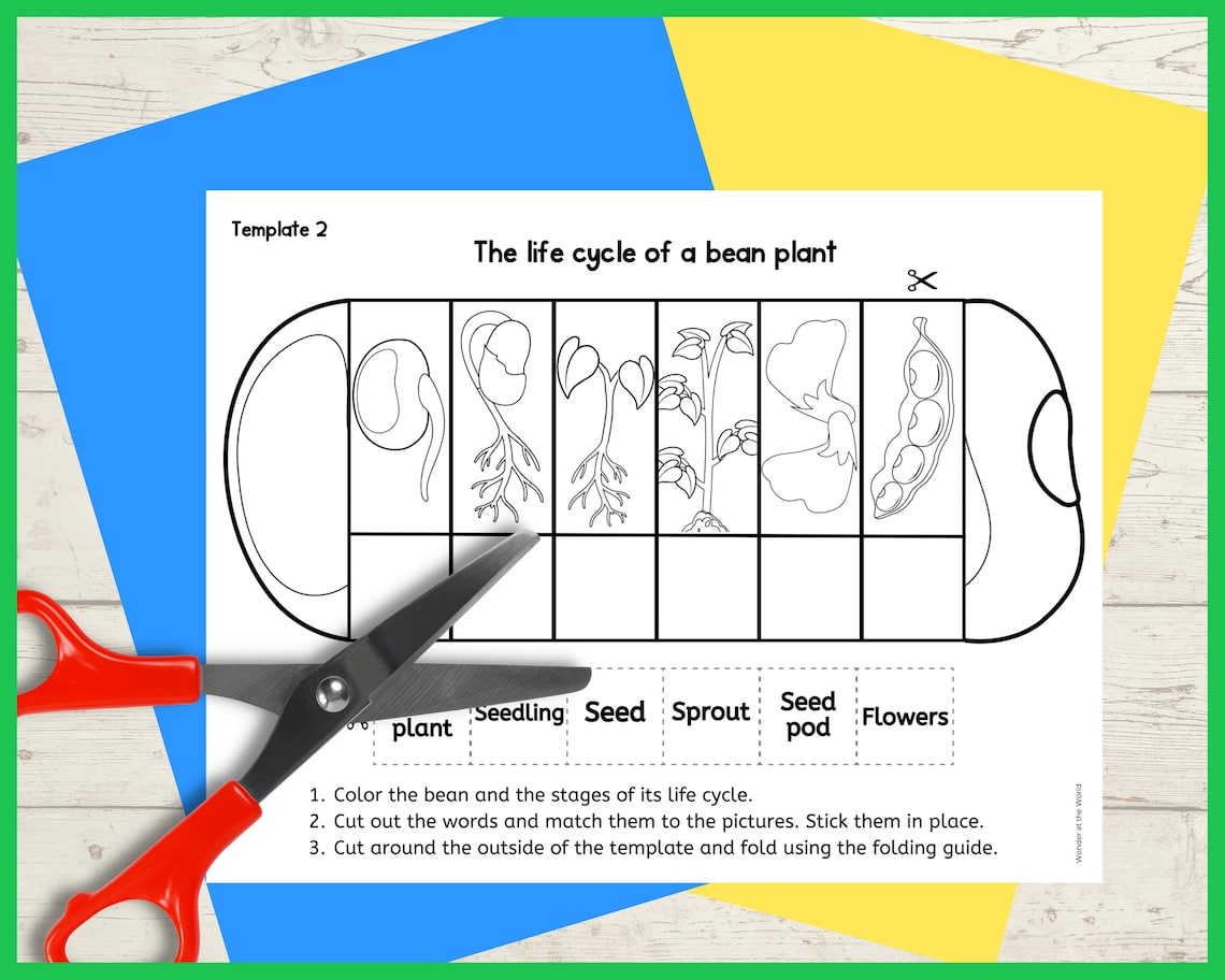 Life Cycle of a Bean Plant Foldable Kids' Craft Science - Etsy Canada