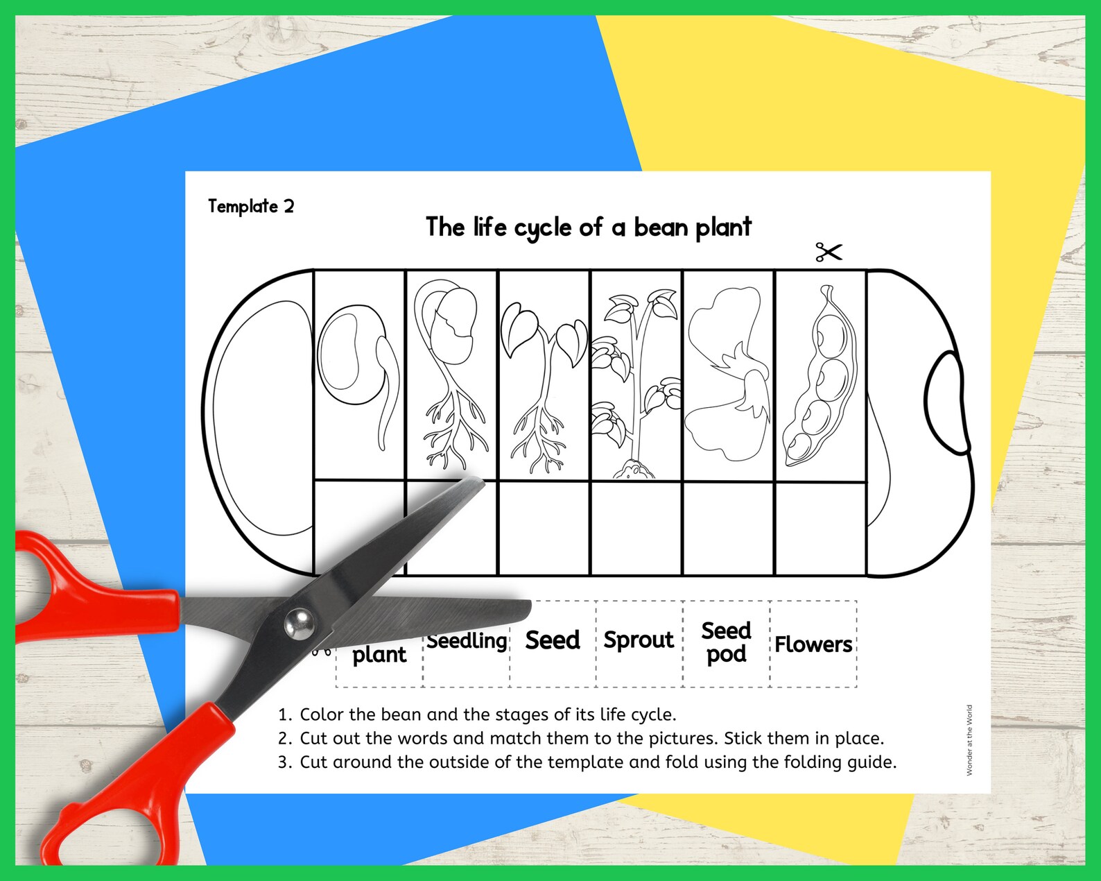 Life Cycle of a Bean Plant Foldable Kids' Craft Science - Etsy Canada