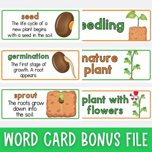 Life Cycle of a Bean Plant Foldable Kids' Craft Science Activity | A4 ...