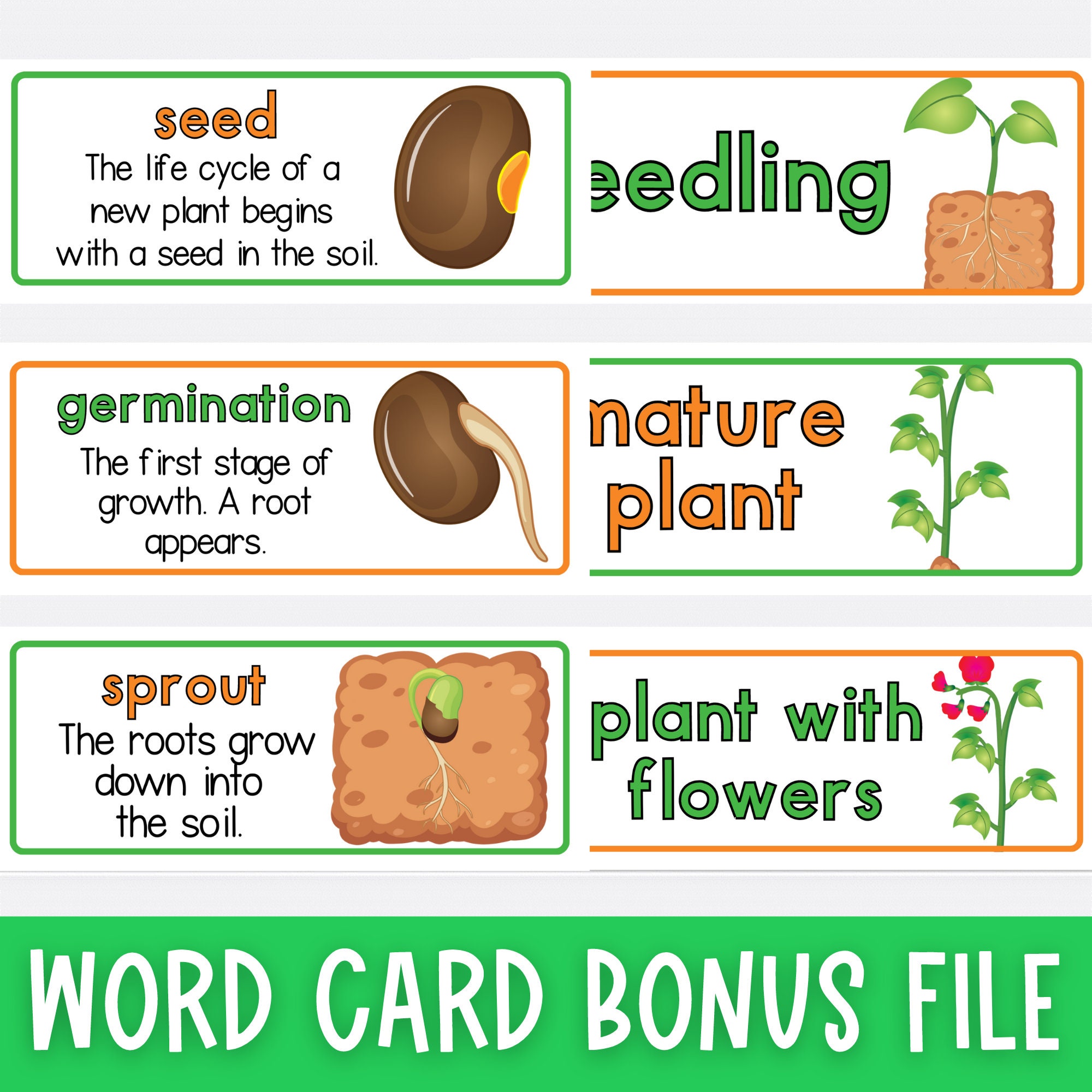 Ciclo de vida de una planta de frijol actividad científica artesanal ...