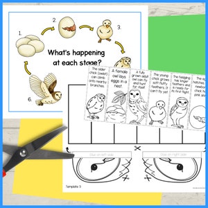 Bird Life Cycles Foldable Science Craft Activities for Owl, Chicken ...