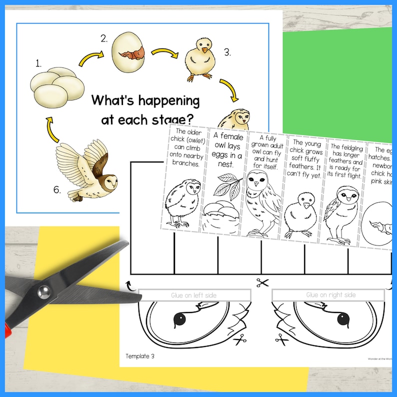 Bird Life Cycles Foldable Science Craft Activities for Owl, Chicken ...
