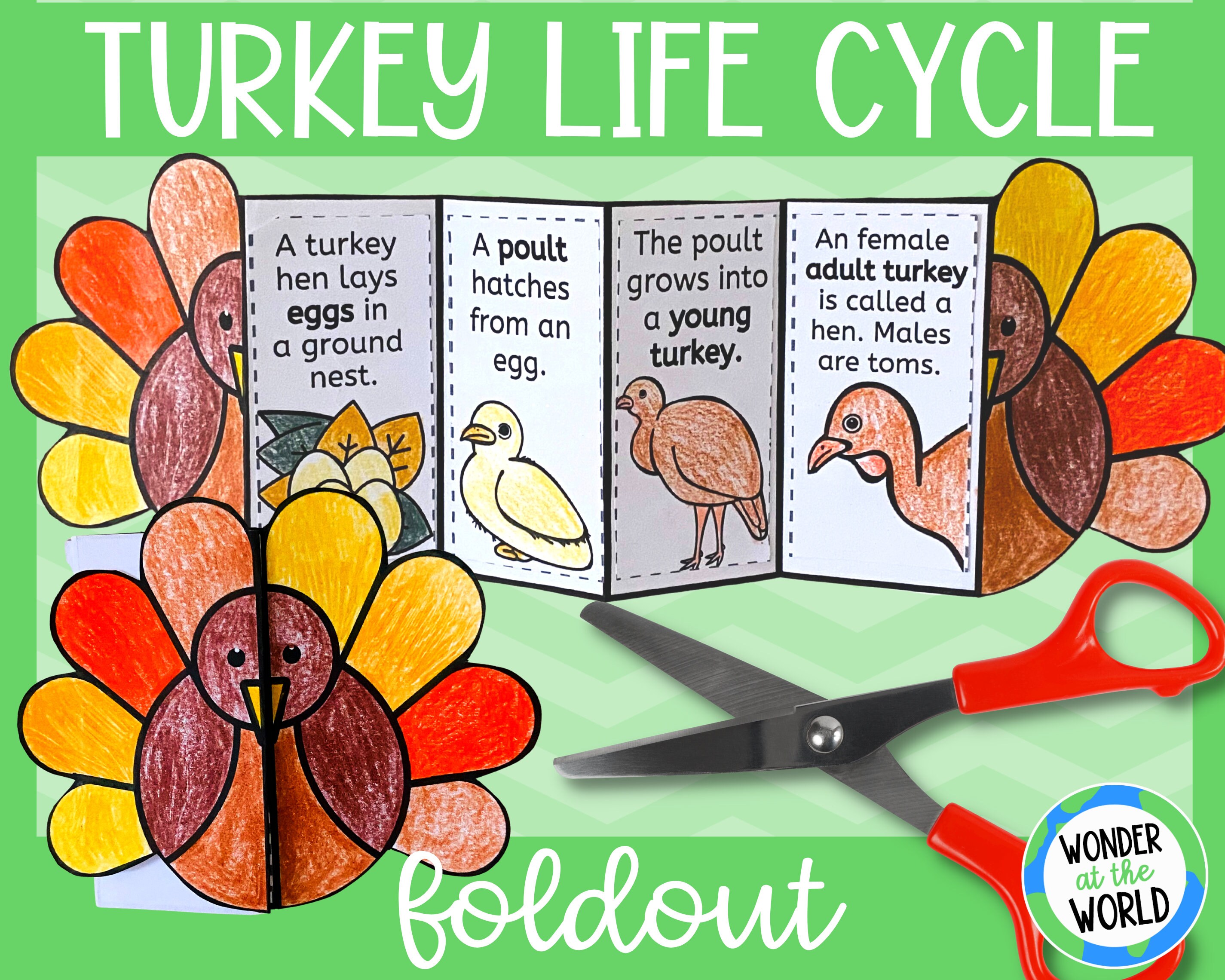 Life Cycle of a Turkey Foldable Kids' Craft 11x8.5 Inch - Etsy UK