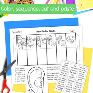 How the Human Ear Works Parts of the Ear Foldable Sequencing Activity ...