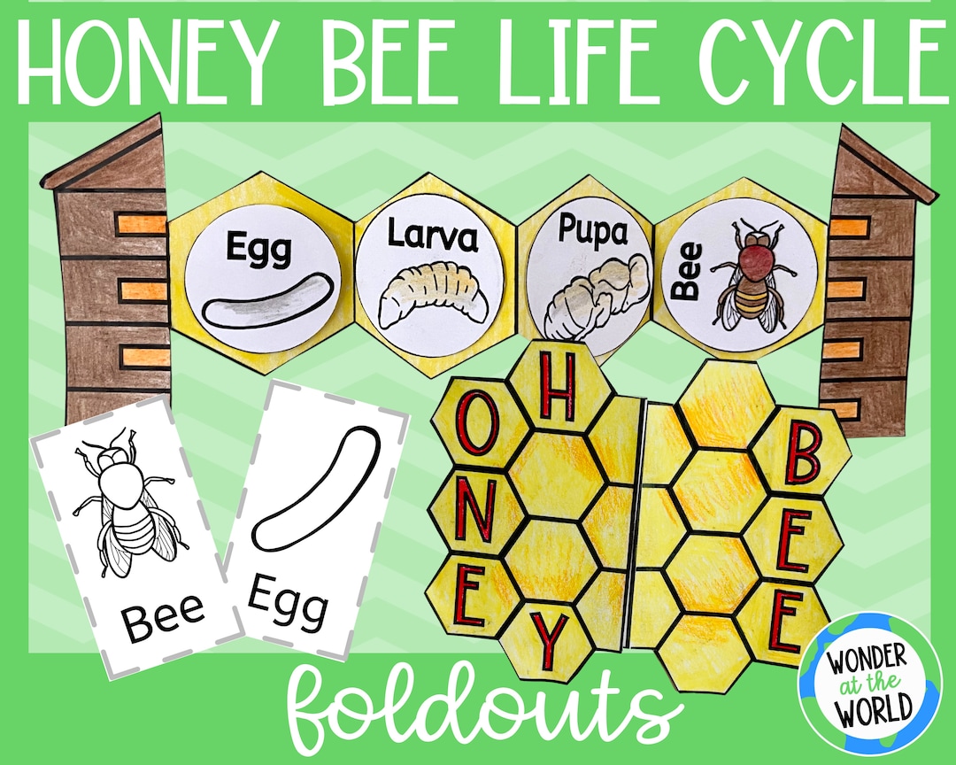 Life Cycle of Honey Bee Foldable Kids' Science Craft A4 and 11x8.5 Inch ...