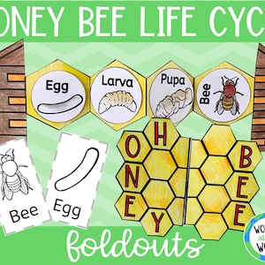 Life Cycle of Honey Bee Foldable Kids' Science Craft A4 - Etsy UK