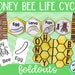 Life Cycle of Honey Bee Foldable Kids' Science Craft A4 - Etsy UK