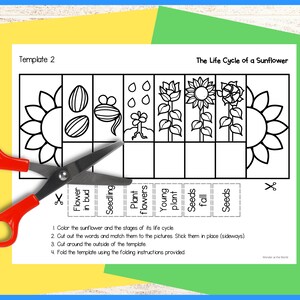 Plants Life Cycles Foldable Science Activities | Apple Pumpkin ...