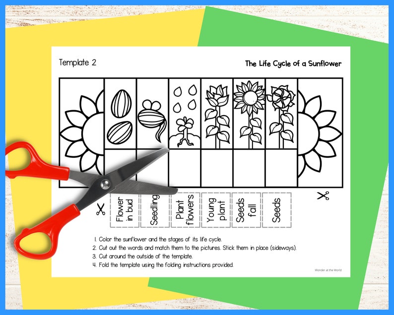 Plants Life Cycles Foldable Science Activities Apple Pumpkin Sunflower ...