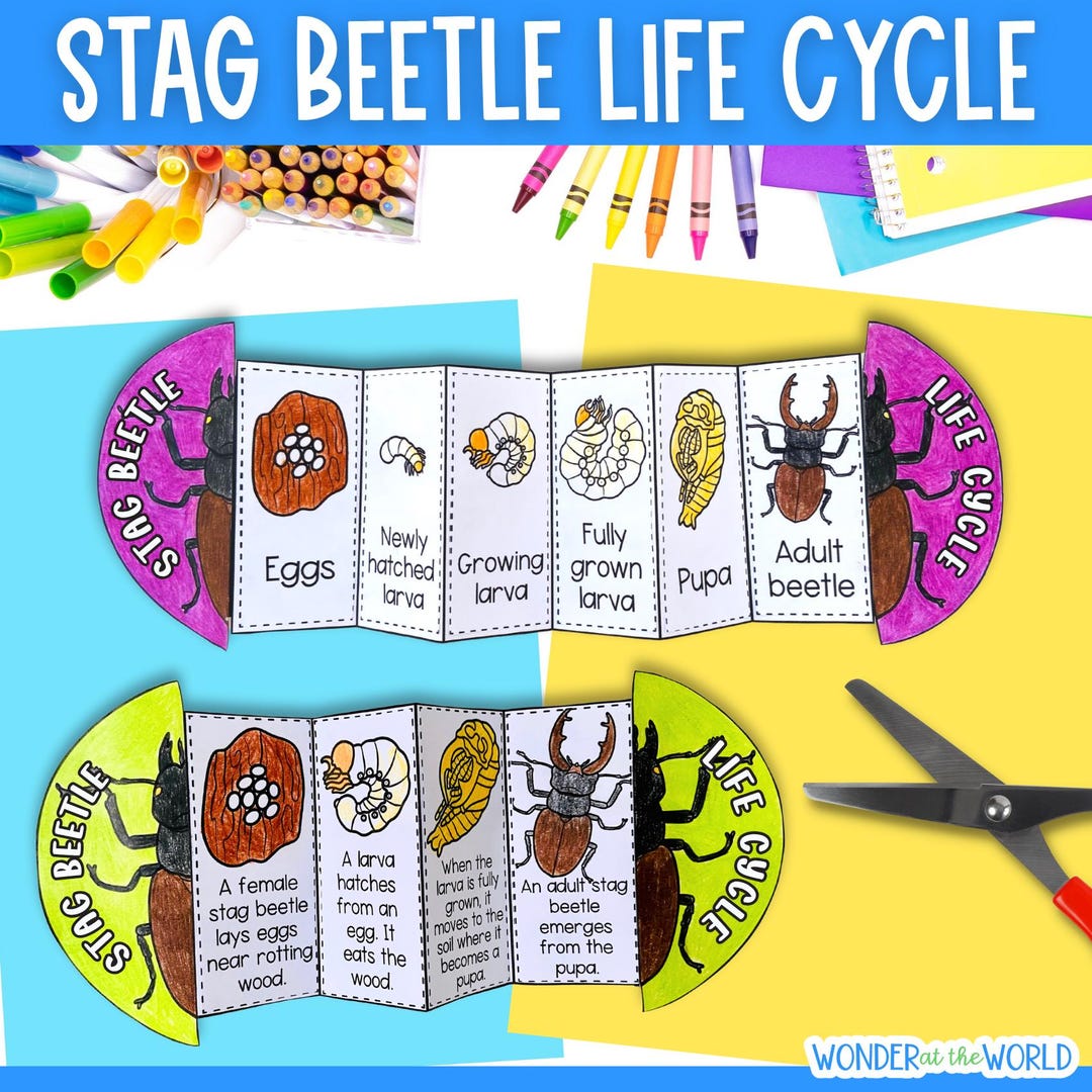 Life Cycle of a Stag Beetle Insect Foldable Sequencing Activity ...