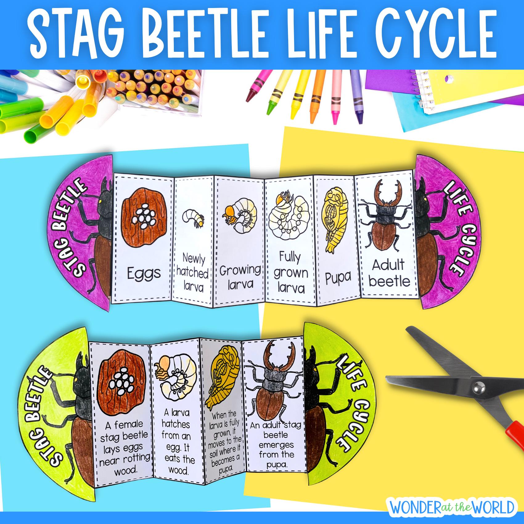 Life Cycle of a Stag Beetle Insect Foldable Sequencing Activity ...