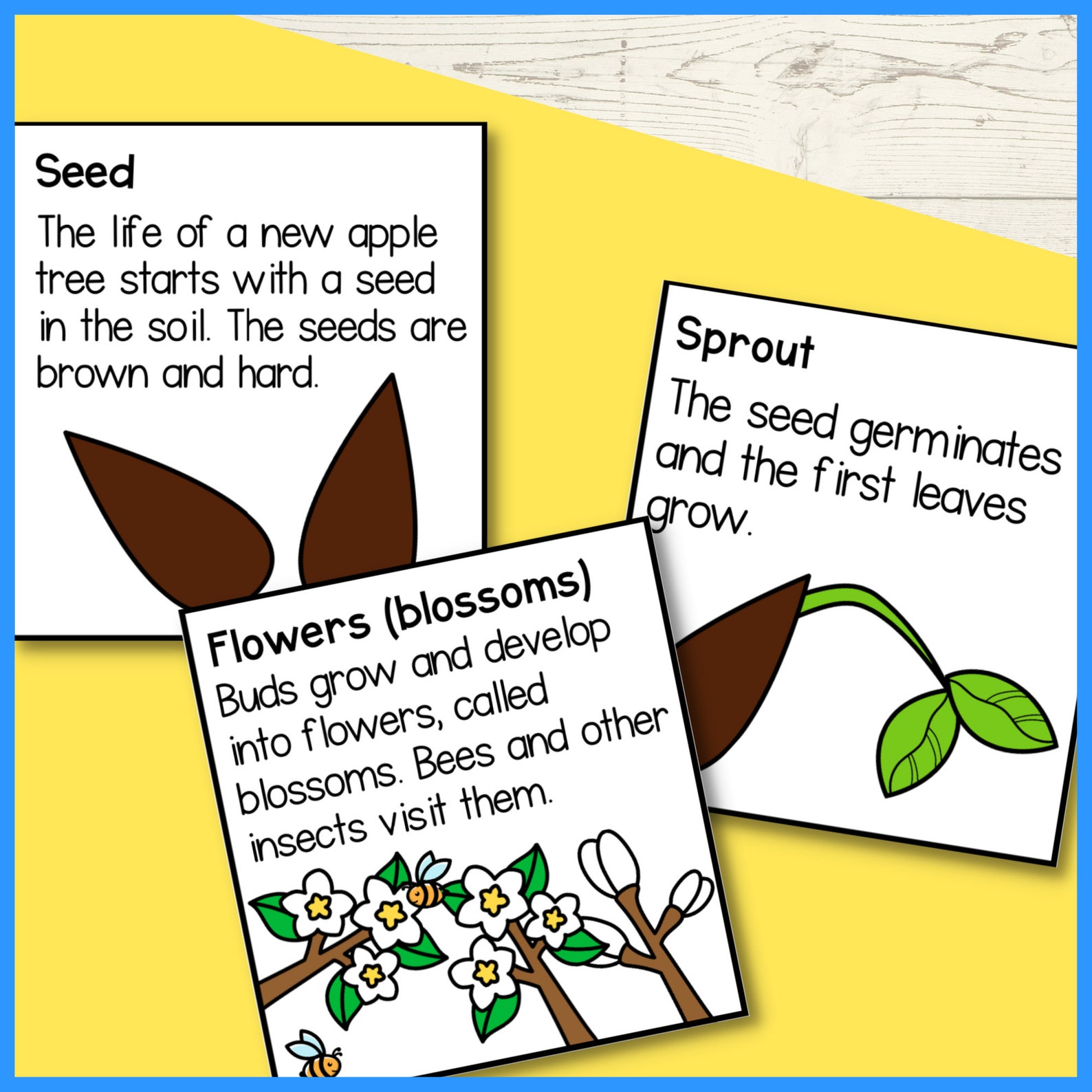 Fall Autumn Plant Life Cycles Foldable Science Activities - Etsy UK