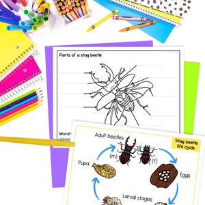 Life Cycle of a Stag Beetle Insect Foldable Sequencing Activity ...