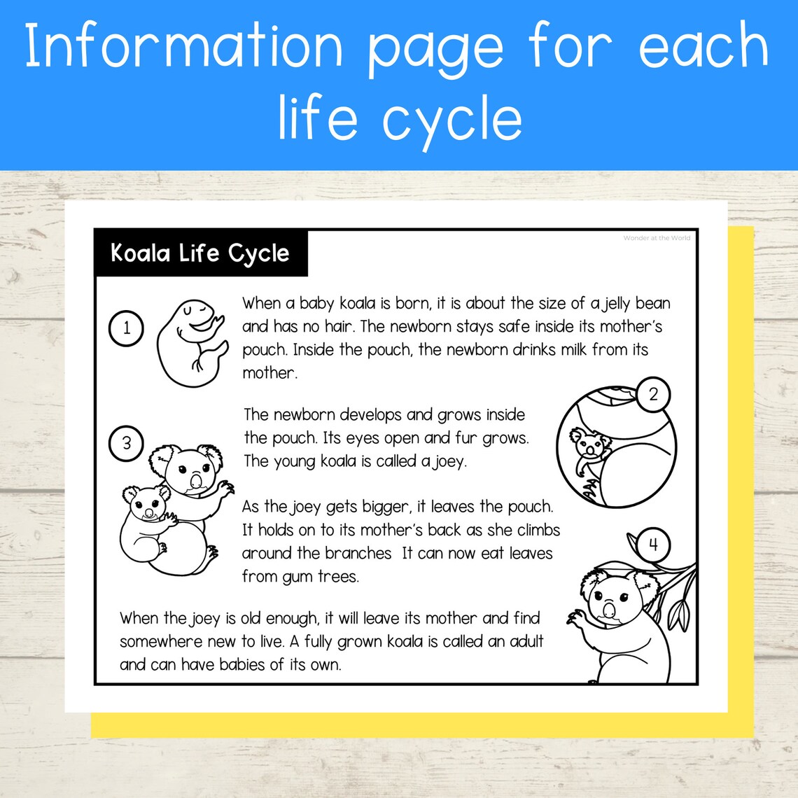 Australian Animals Mammals Life Cycle Foldout Science Learning ...