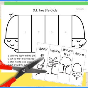Oak Tree Life Cycle Acorn Foldable Science Foldout Craft A4 and US ...