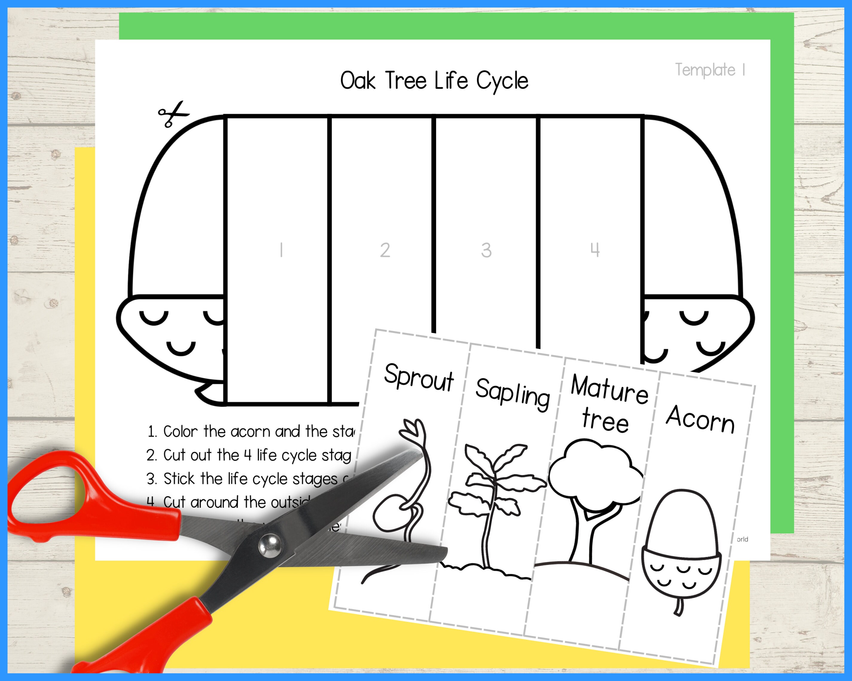 Oak Tree Life Cycle Acorn Foldable Science Foldout Craft A4 and US ...