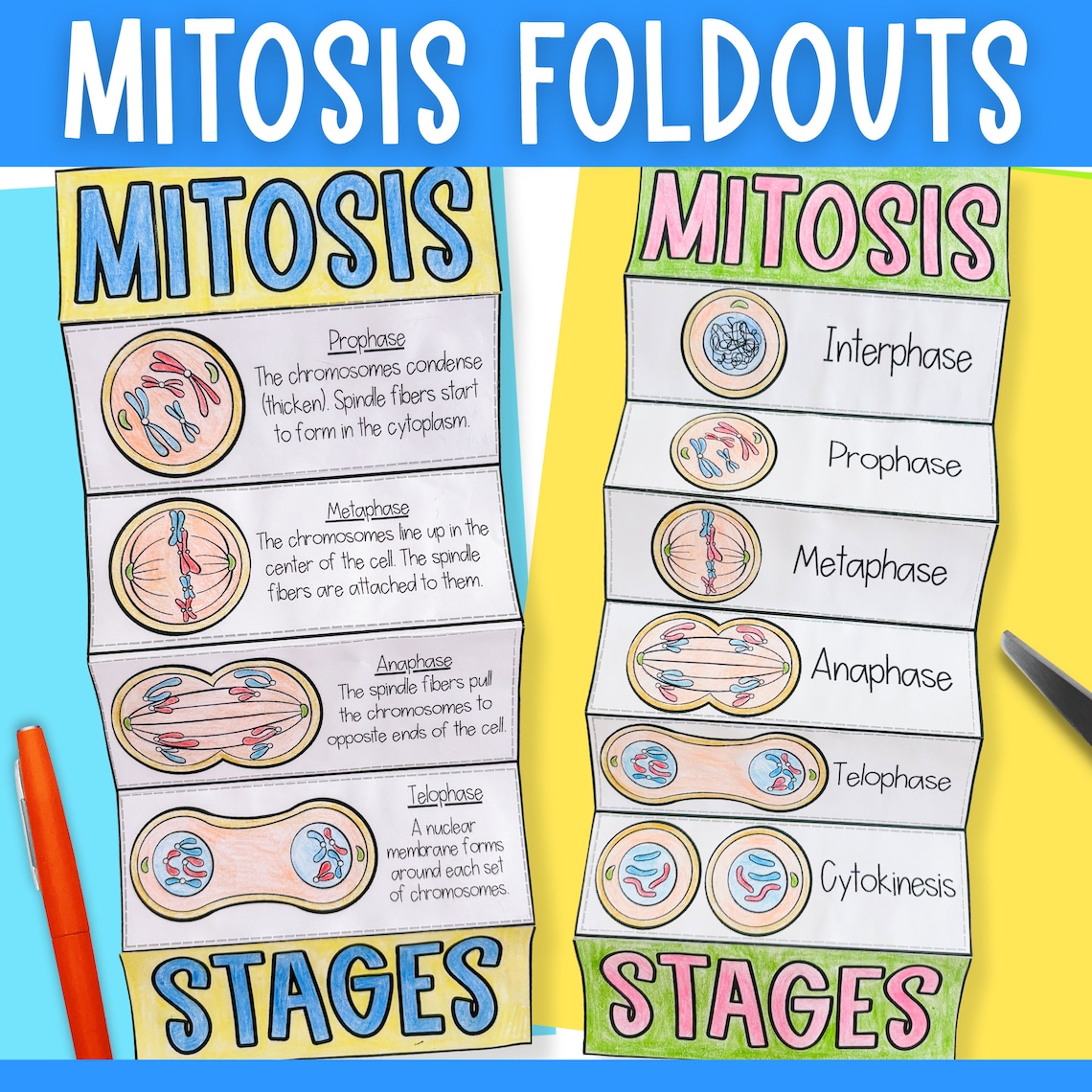 Mitosis Cell Division Foldable Cut and Paste Science Activity and ...