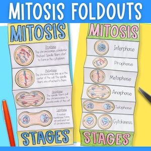 Mitosis Cell Division Foldable Cut and Paste Science Activity and ...