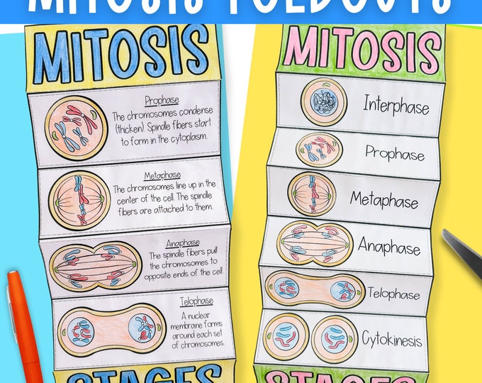 Mitosis Gold Foil Print, Gold Print, Custom Print in Gold, Illustration ...
