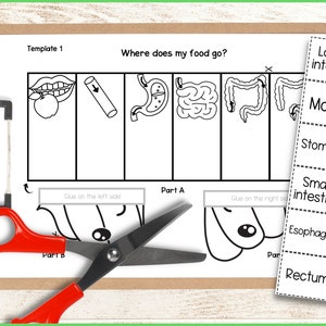 The Digestive System Foldable Kids' Activity A4 and | Etsy