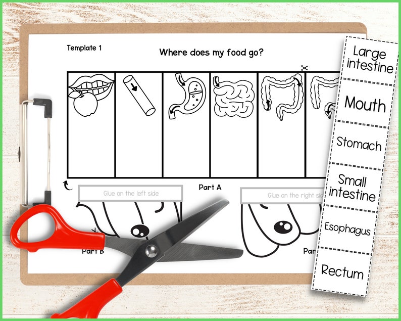 The Digestive System Foldable Kids' Activity A4 and - Etsy