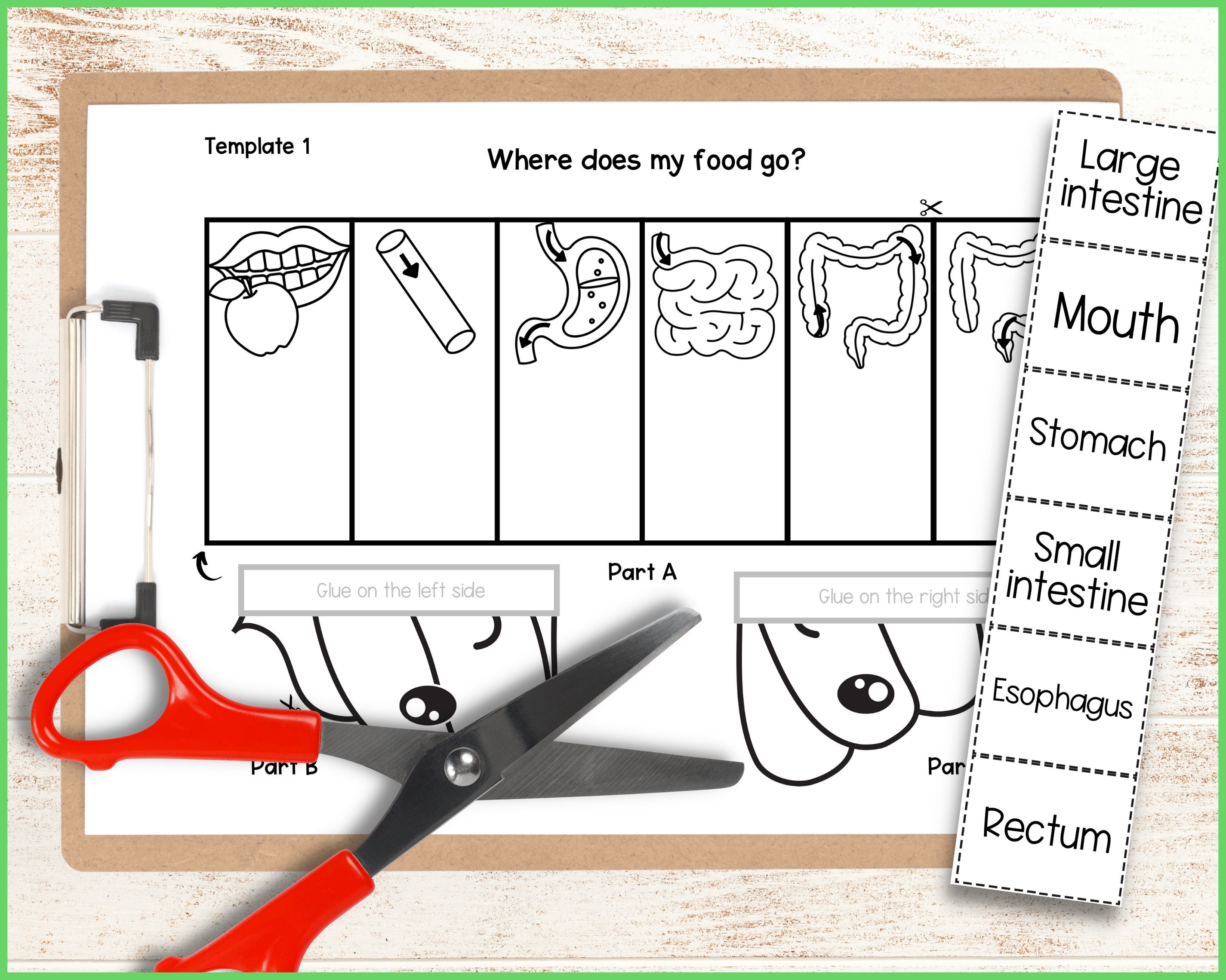 The Digestive System Foldable Kids' Activity A4 and - Etsy UK