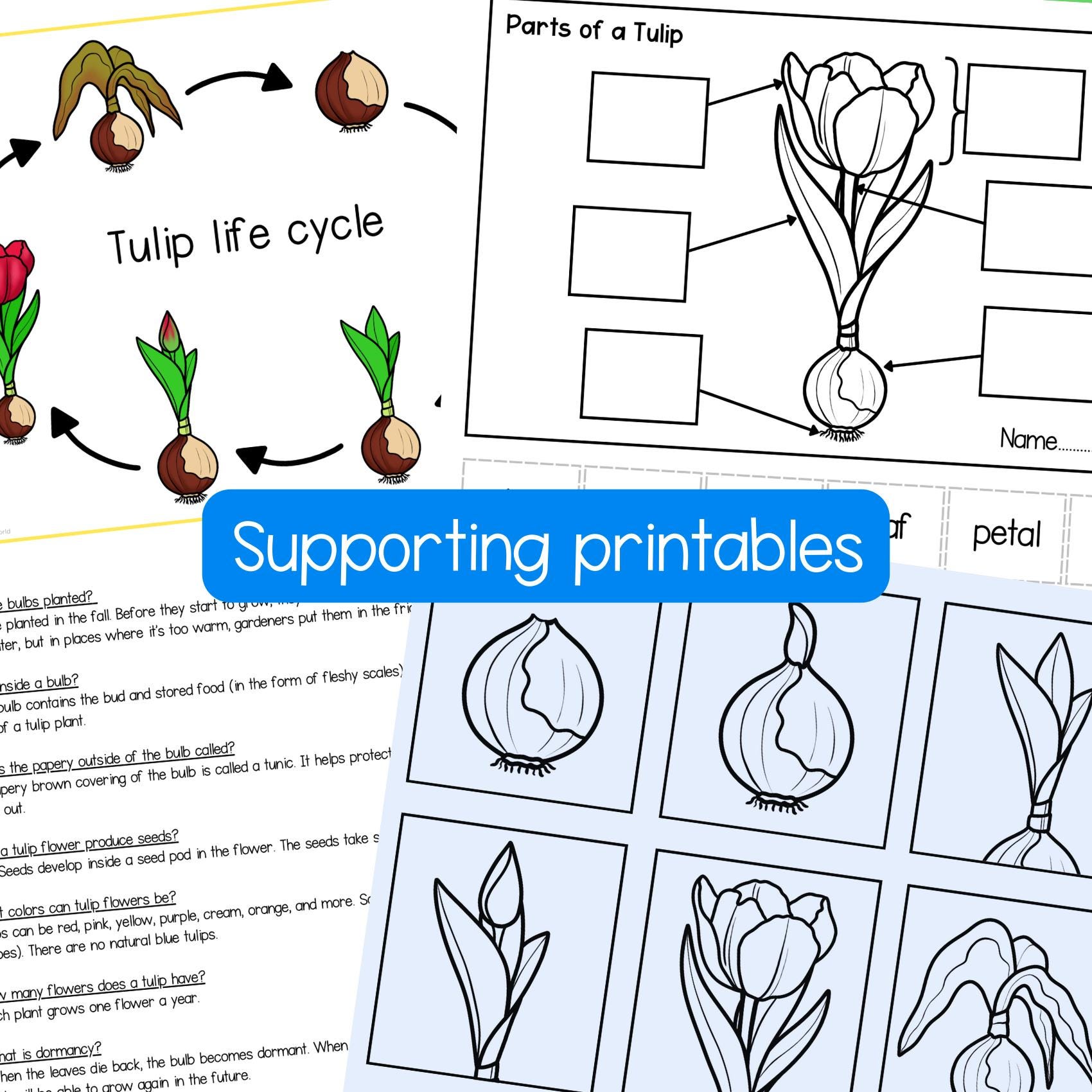 Life Cycle Of A Tulip Worksheet