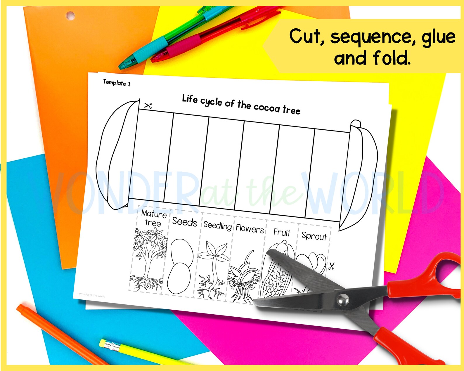 Life Cycle of a Cocoa Bean Tree Foldable Activity and Printables for ...