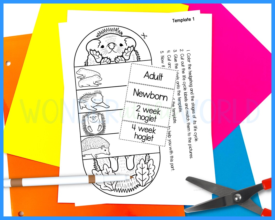 Hedgehog Life Cycle Foldable Activity for Kids 8.5x11 Inch and A4 ...