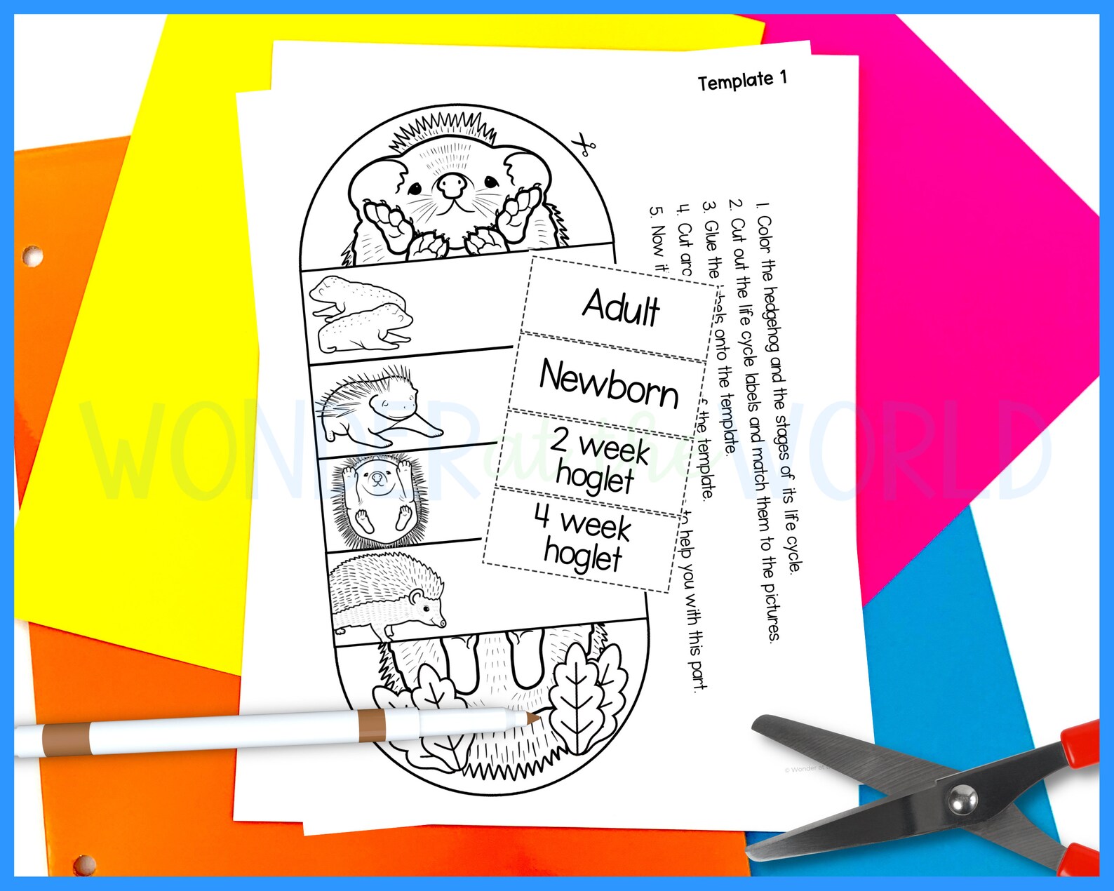 Hedgehog Life Cycle Foldable Activity for Kids | 8.5x11 Inch and A4 ...