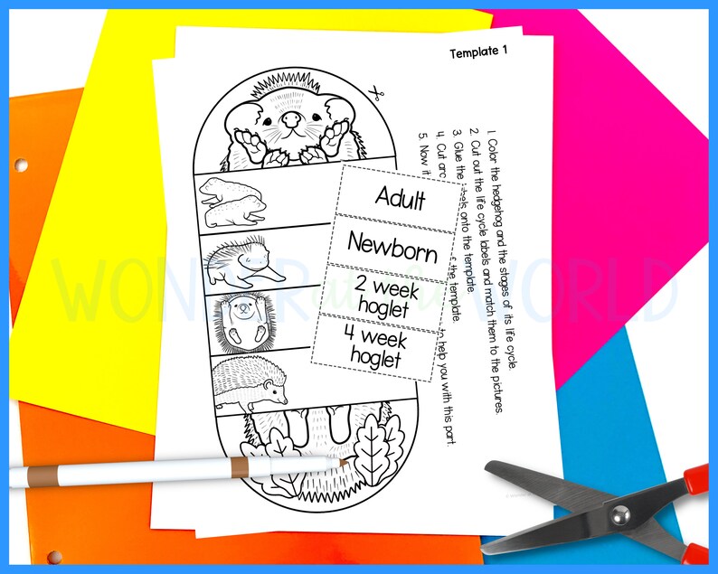 Hedgehog Life Cycle Foldable Activity for Kids | 8.5x11 Inch and A4 ...