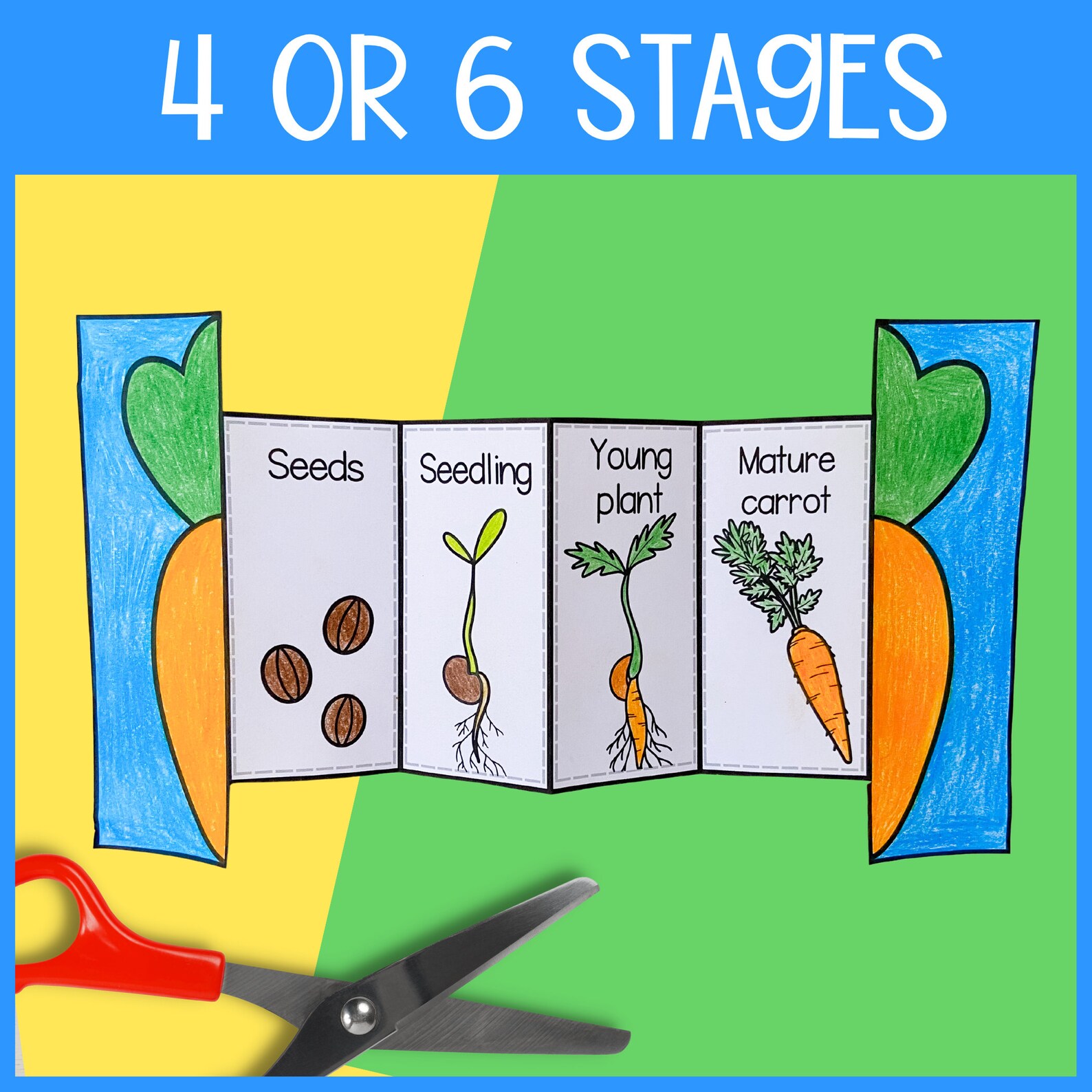Life Cycle of a Carrot Plant Foldable Cut and Paste Sequencing Activity ...